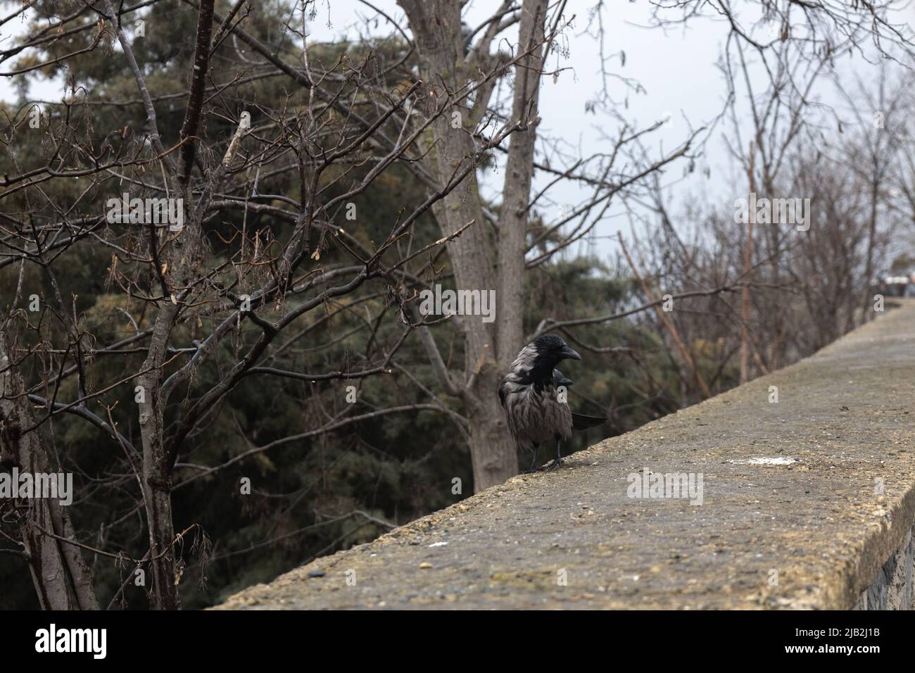 Close up photo of a crow hi-res stock photography and images - Alamy
