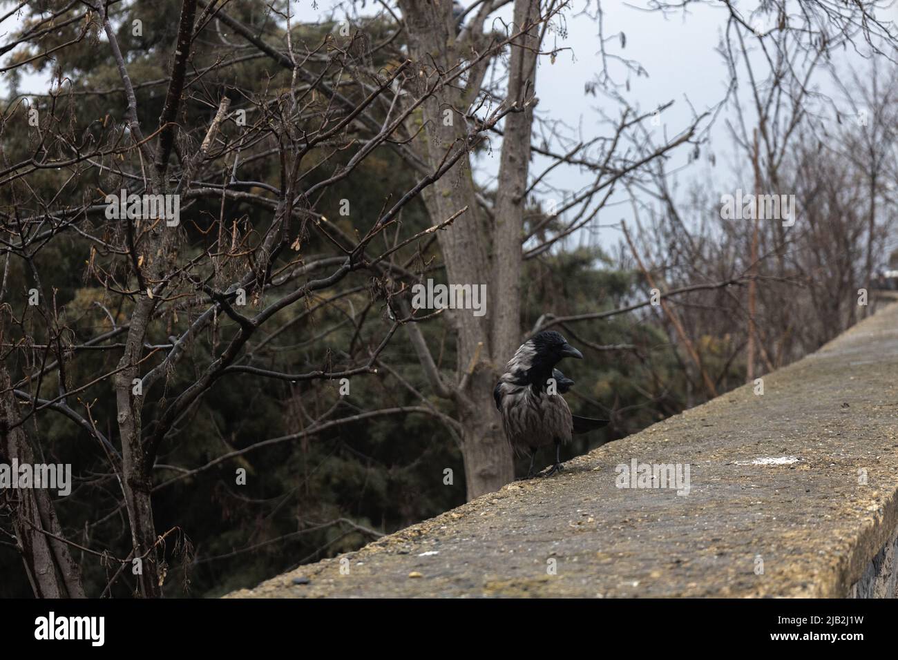 Close up photo of a crow hi-res stock photography and images - Alamy