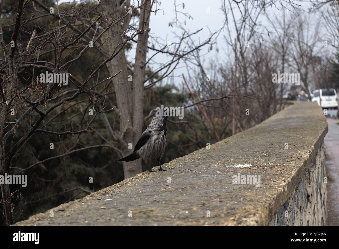 Crow perched on a post in rainy day Stock Photo - Alamy