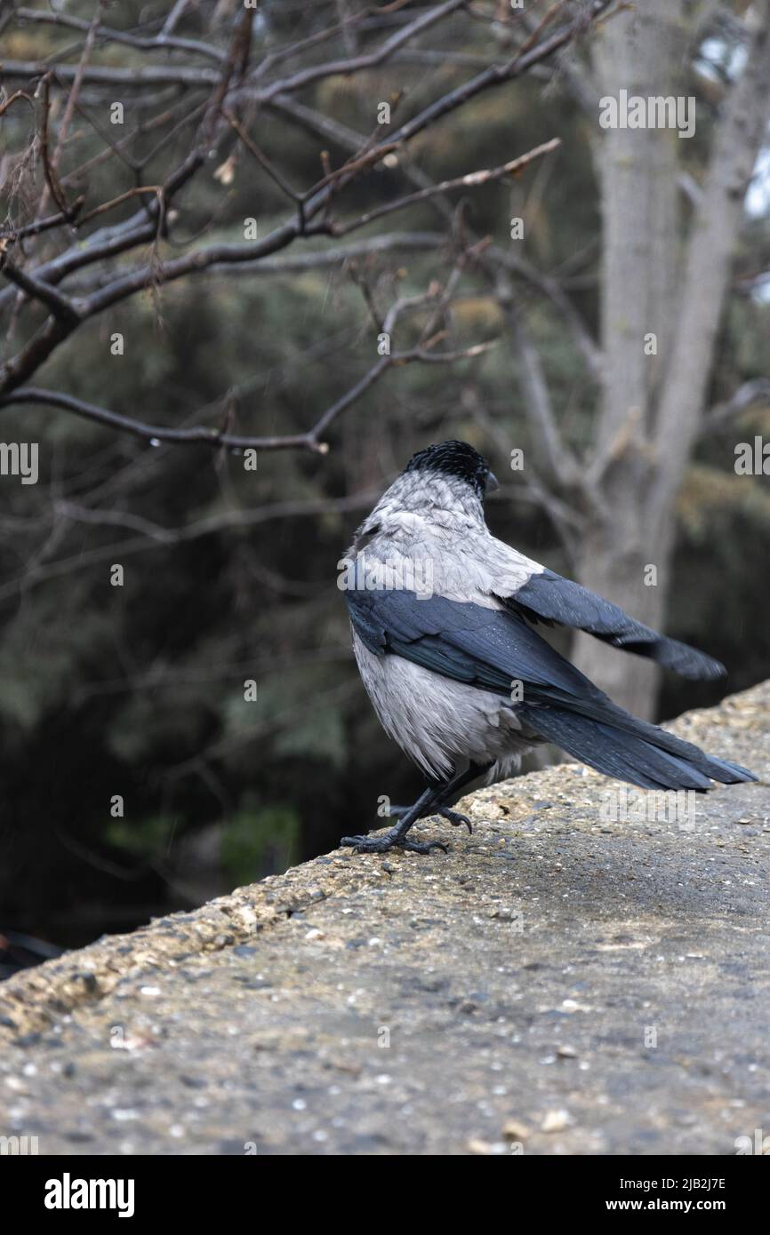 Crow perched on a post in rainy day Stock Photo - Alamy