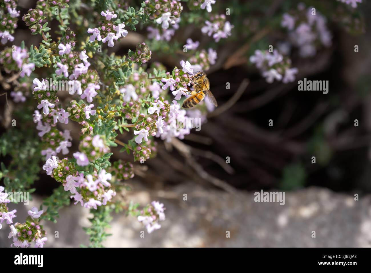 Bee on blooming Thymus or thyme plant in spring Stock Photo - Alamy