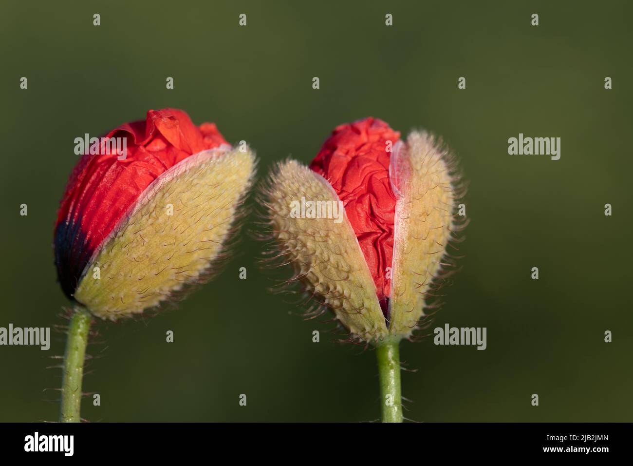 Close-up of two buds of the red corn poppy against a green background ...