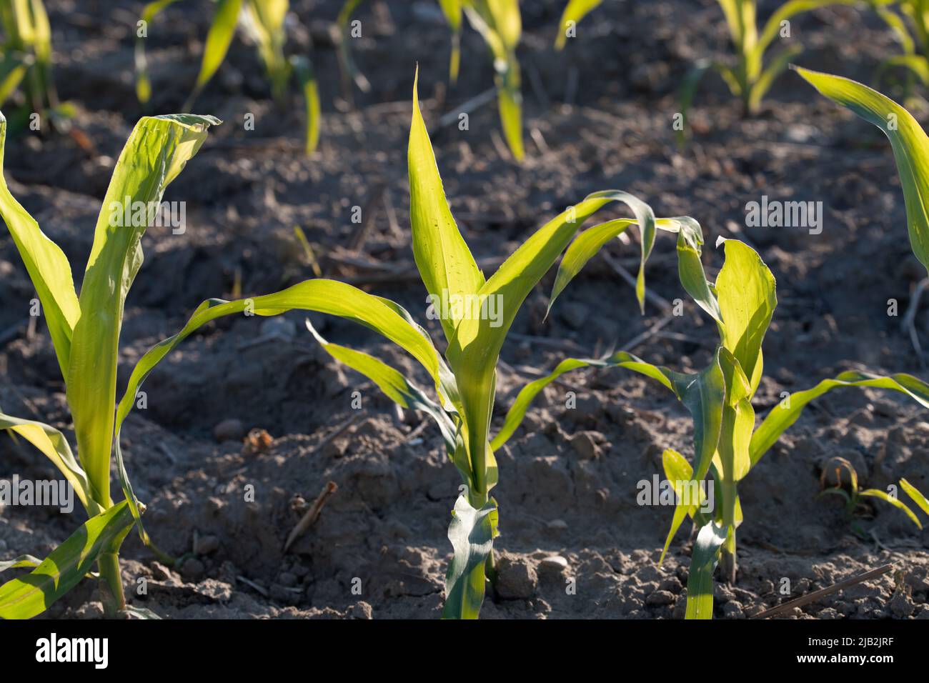 Young corn plants hi-res stock photography and images - Alamy
