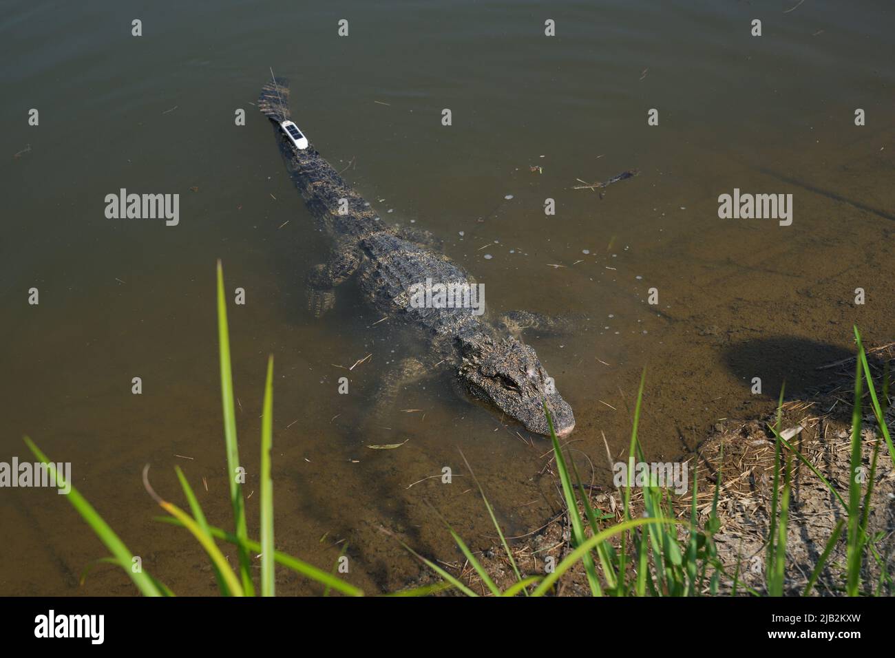 Rare bee species hi-res stock photography and images - Alamy