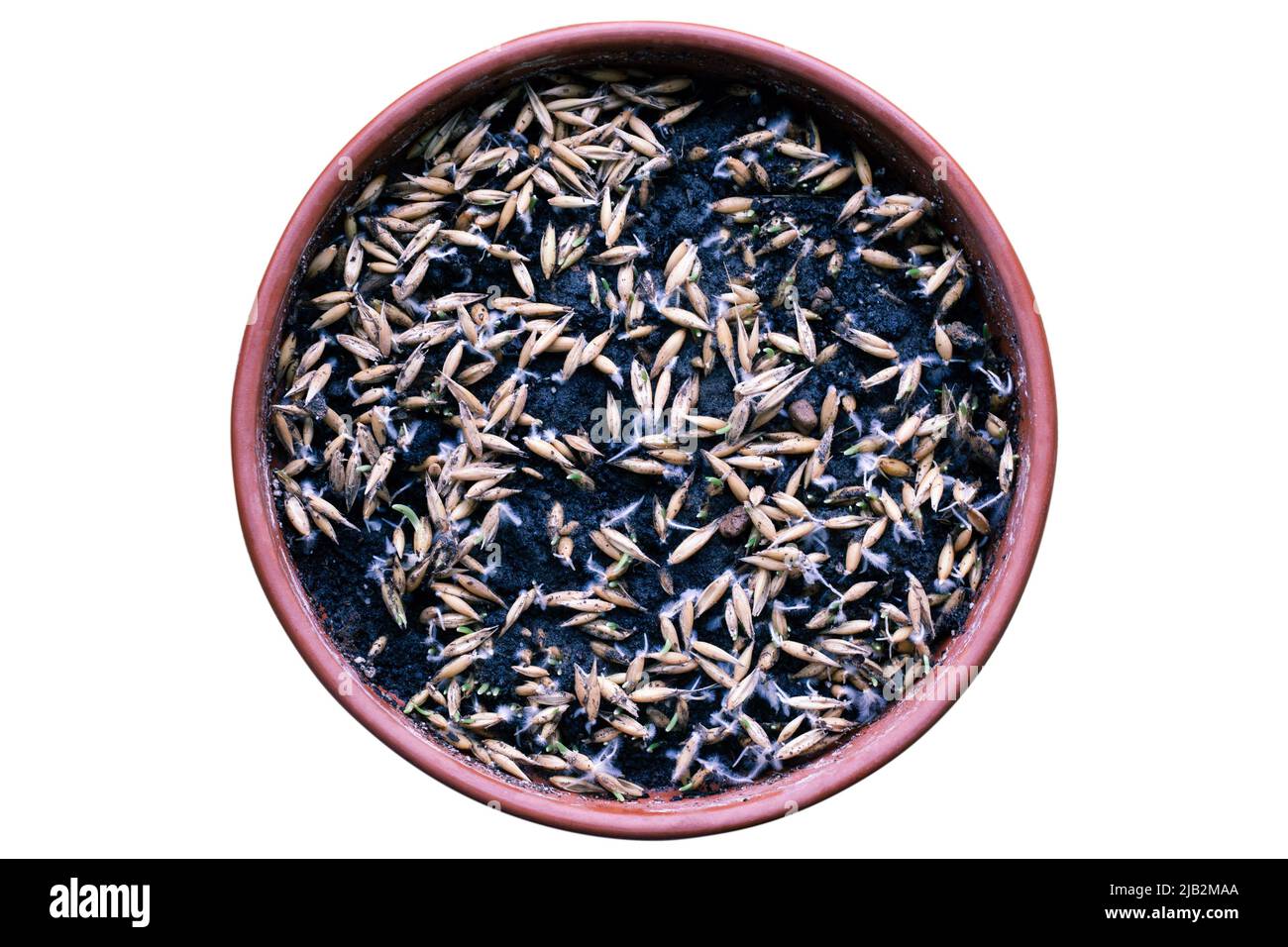 Oat seeds sowed in ground in a home flower pot. Seeding cat grass ...