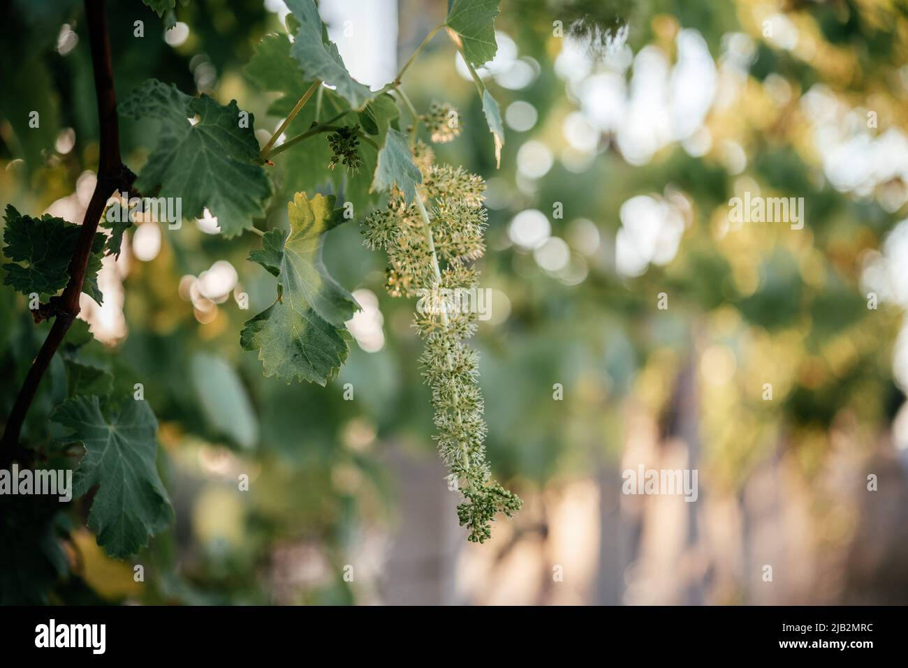 Young blooming cluster of grapes on the grape vine on vineyard with the ...