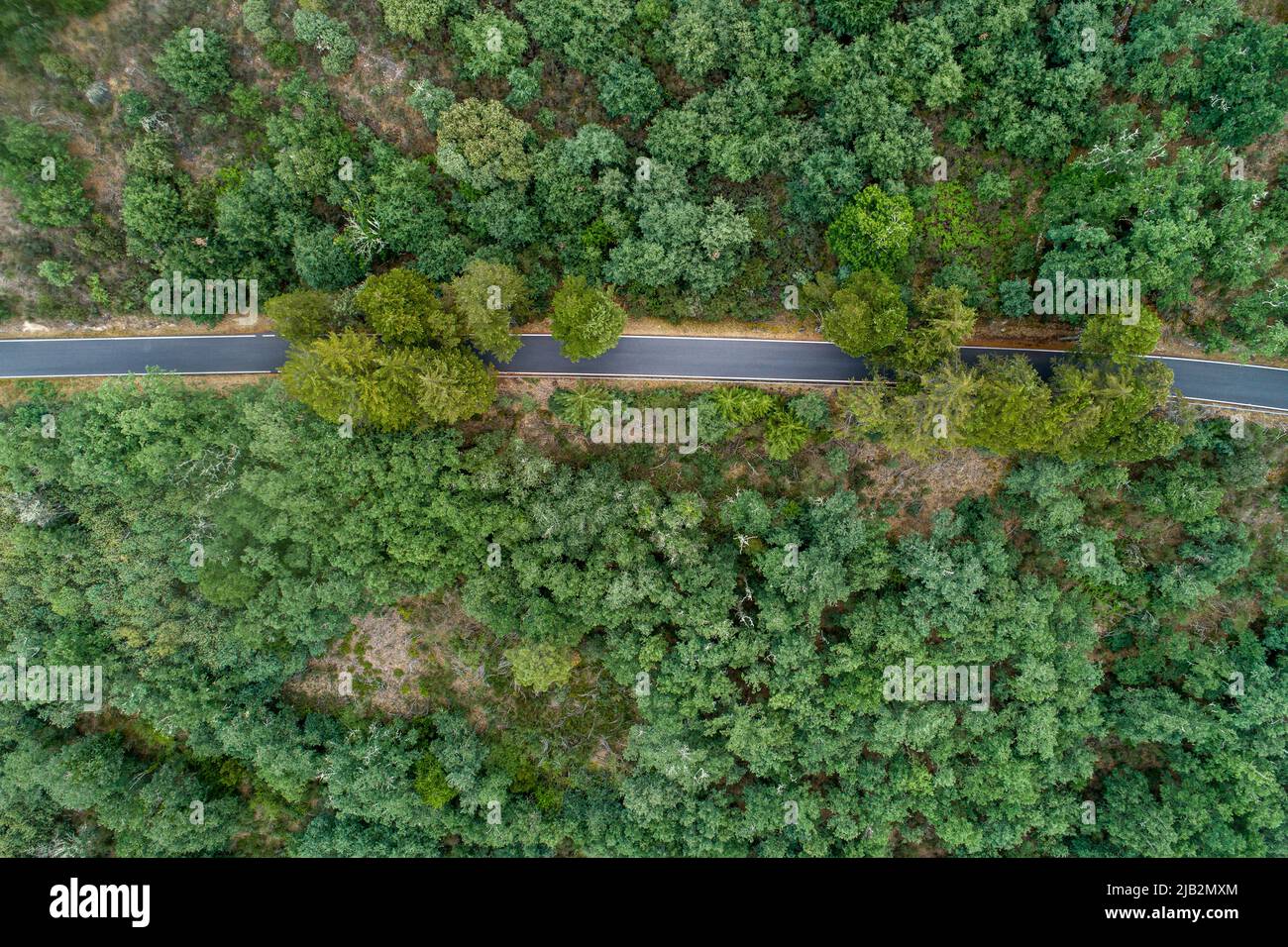 drone aerial view of a mountain road among oak trees Stock Photo - Alamy