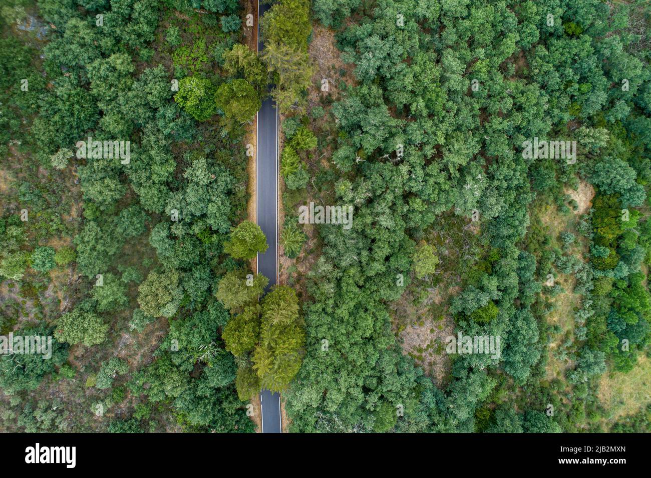 drone aerial view of a road on a mountain among oak trees Stock Photo ...