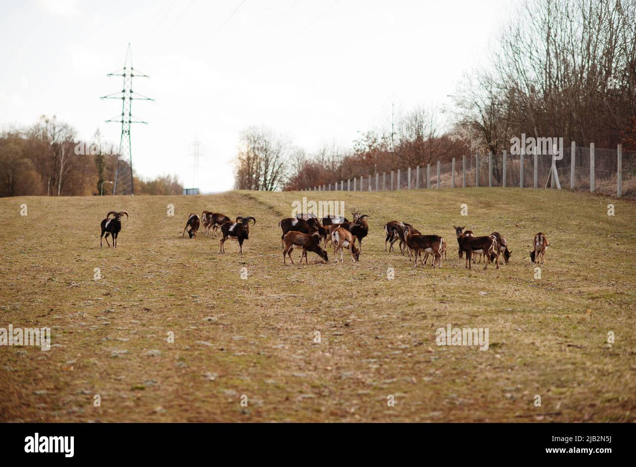 Obora holedna hi-res stock photography and images - Alamy