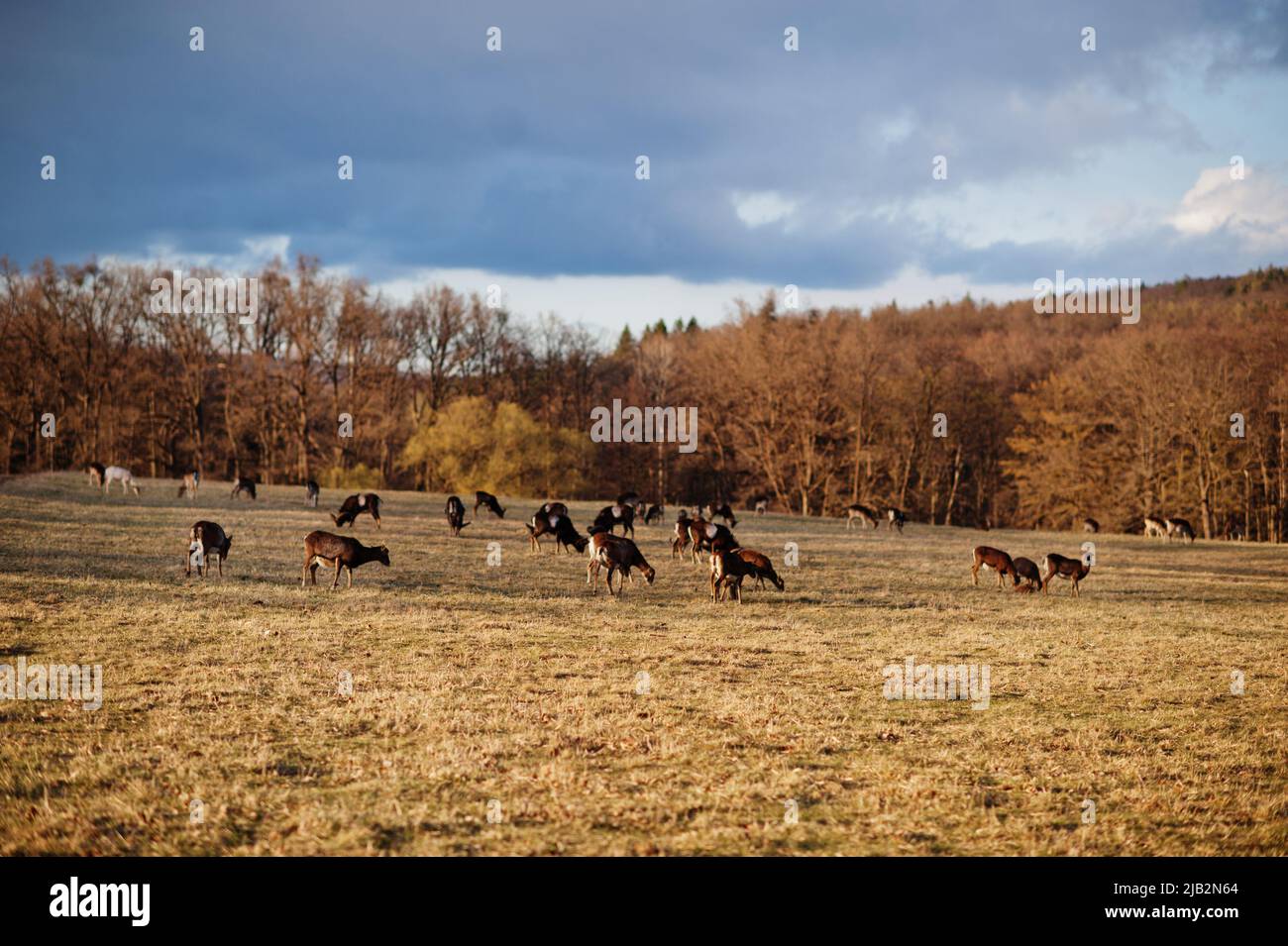 Roe deers and rams in early spring meadow. Obora Holedna park, Brno ...