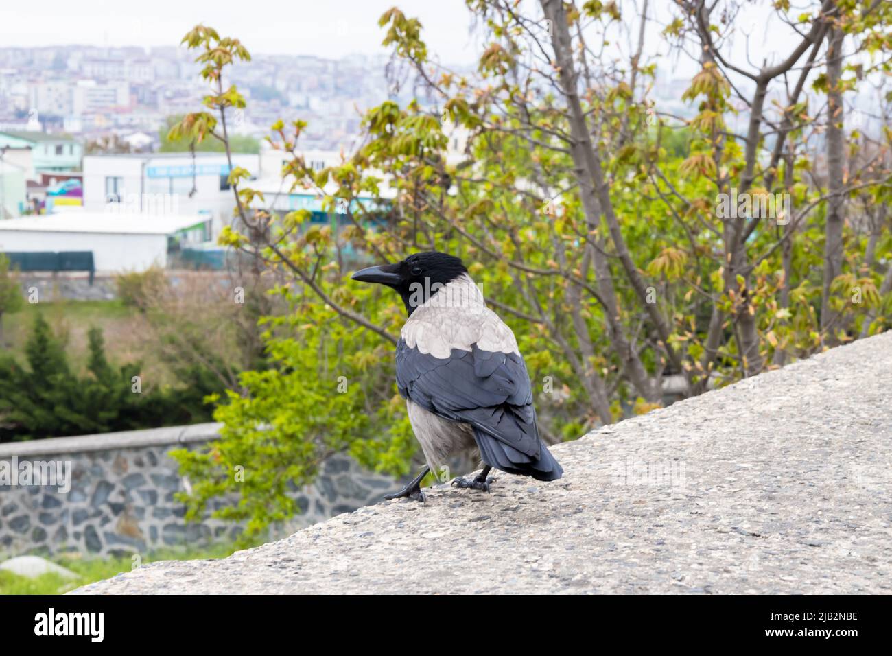 close-up of crow perched on a tree. portrait of crow Stock Photo - Alamy