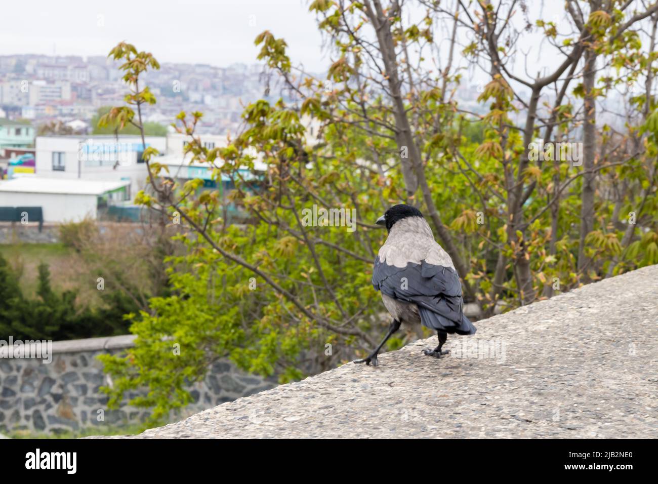 close-up of crow perched on a tree. portrait of crow Stock Photo - Alamy