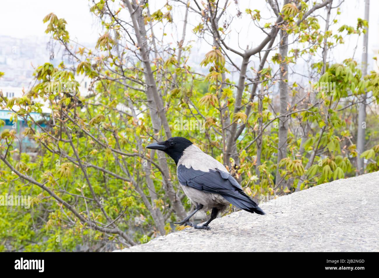 close-up of crow perched on a tree. portrait of crow Stock Photo - Alamy