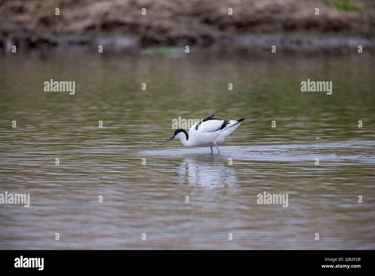 Pied Avocet (Recurvirostra avosetta) Searching for Food in Shallow ...