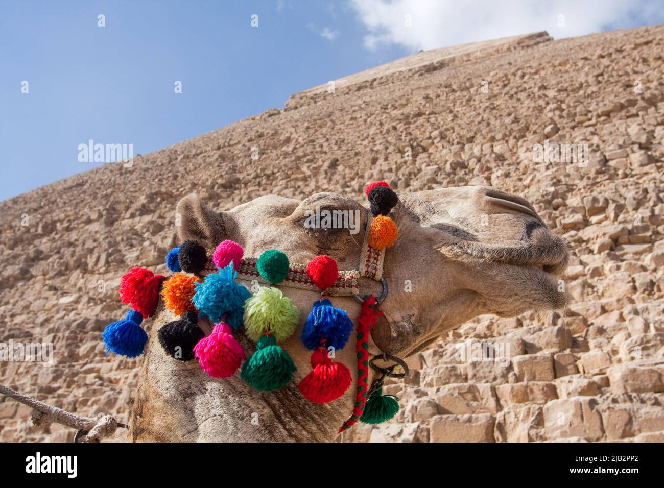 Egypt, Cairo. Camel is waiting for tourists to ride around the pyramids ...