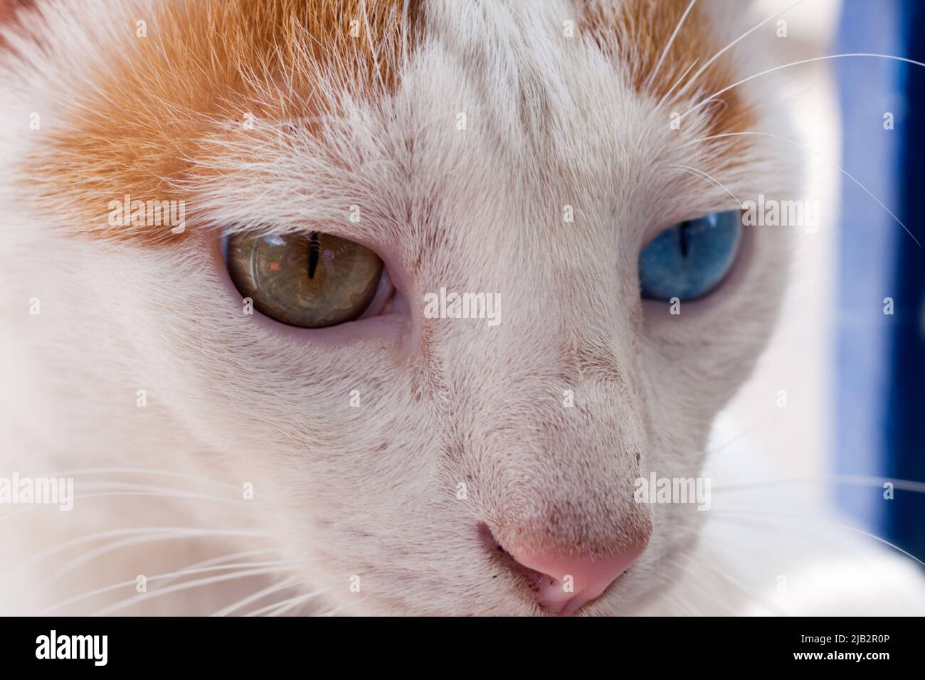 Egypt, Aswan, street cat with bi-colored eyes Stock Photo - Alamy
