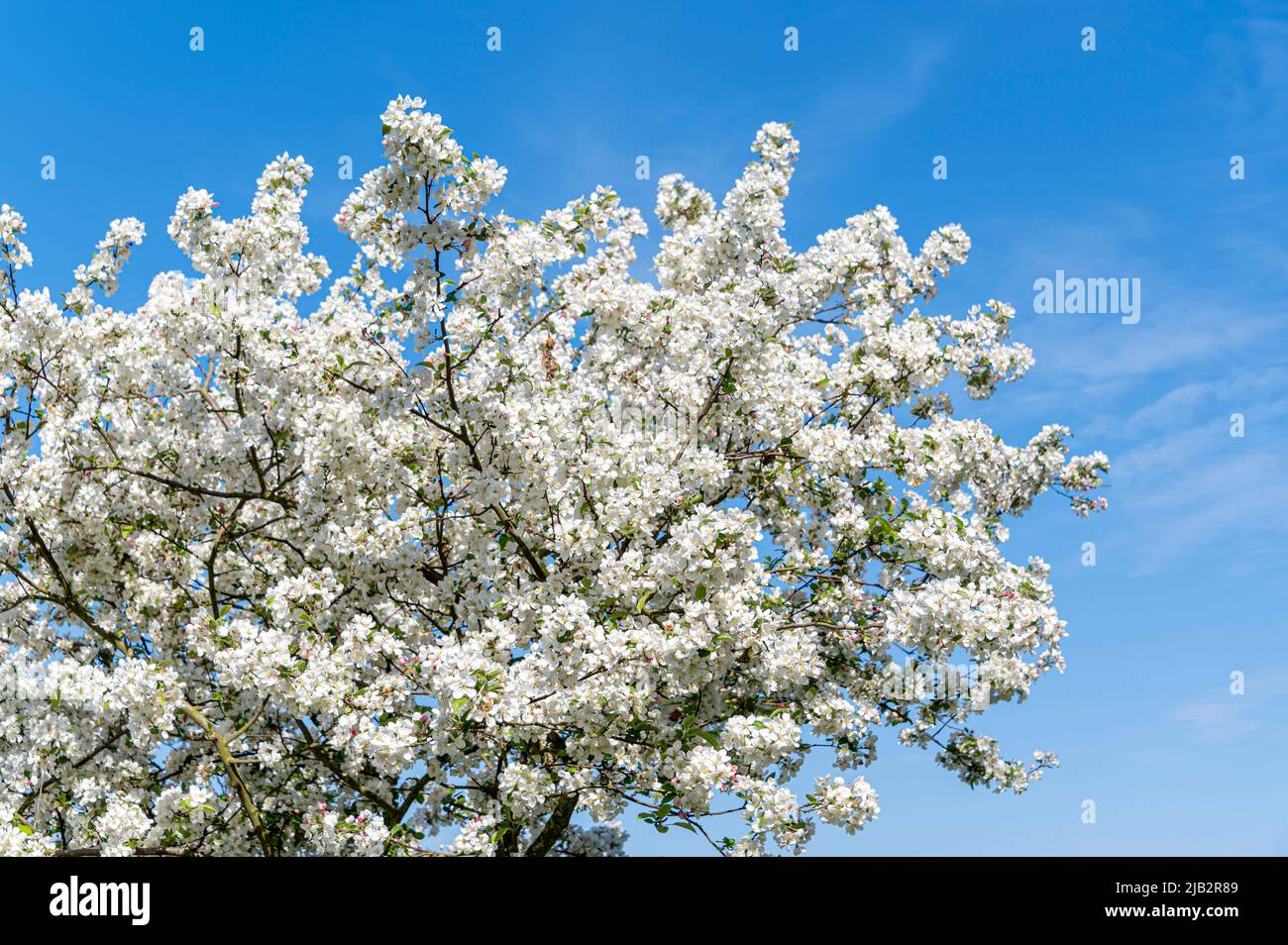 Malus Evereste, crab apple Evereste, Malus Perpetu, Rosaceae.White ...
