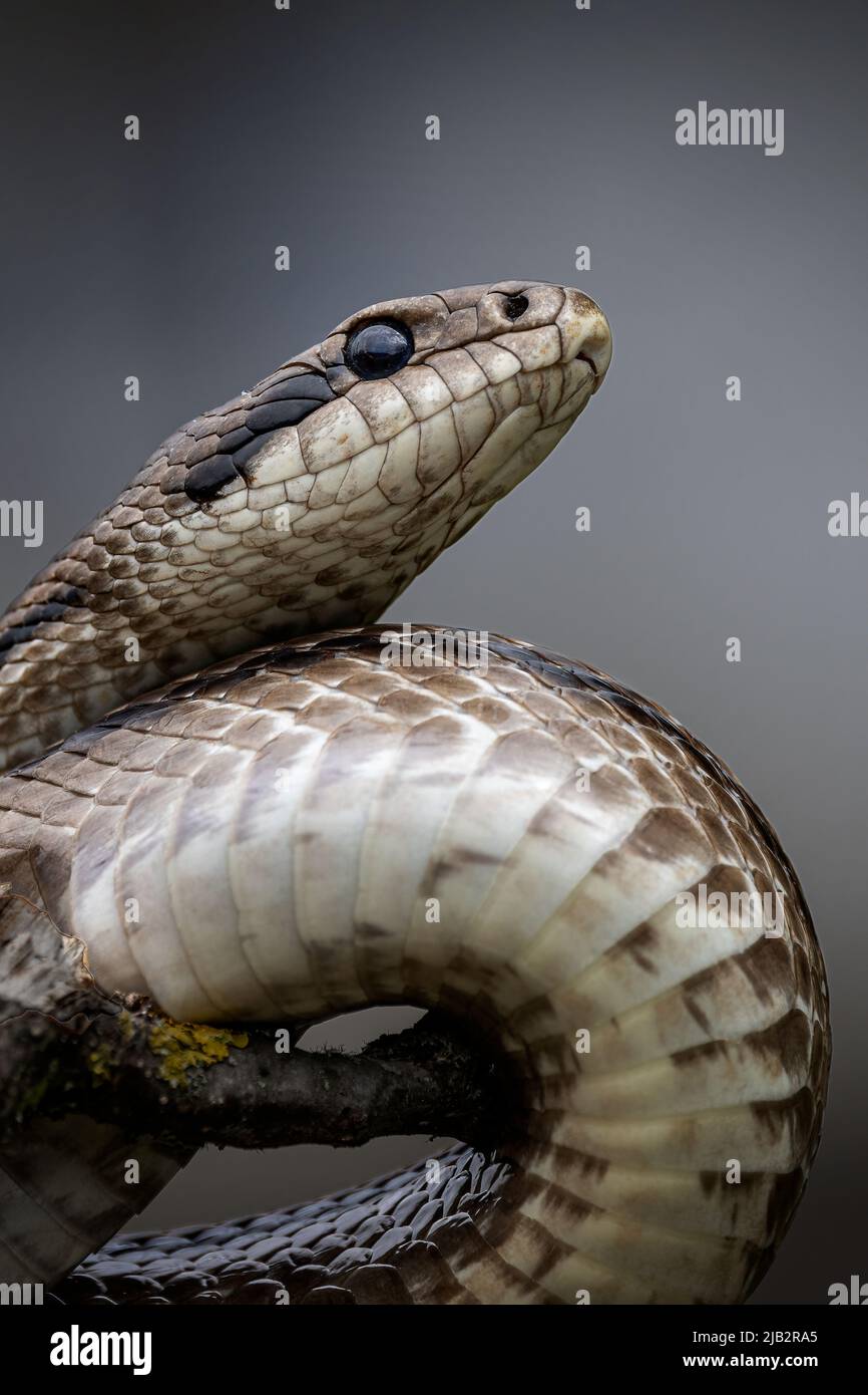 European rat snake hi-res stock photography and images - Alamy