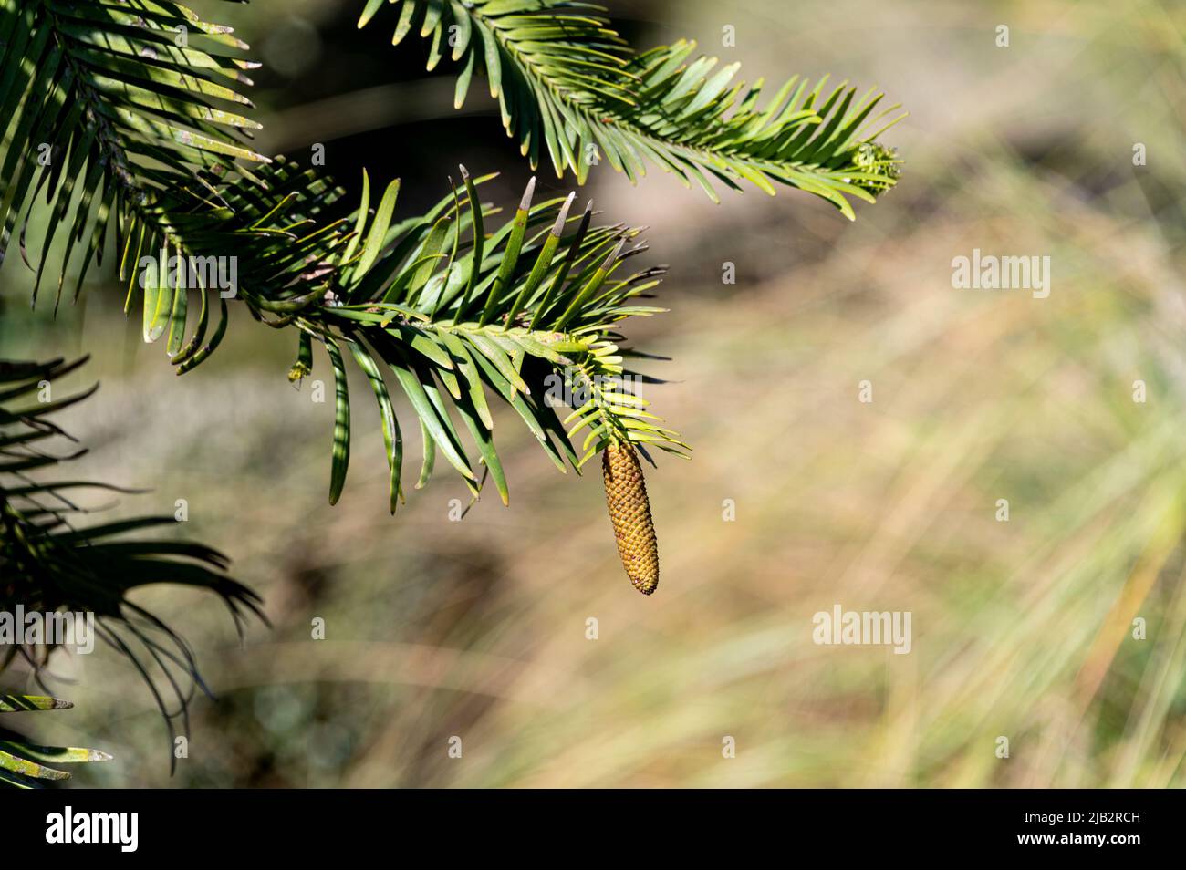 Wollemia,nobilis, Wollemi pine, Araucariaceae. Prehistoric pine ...