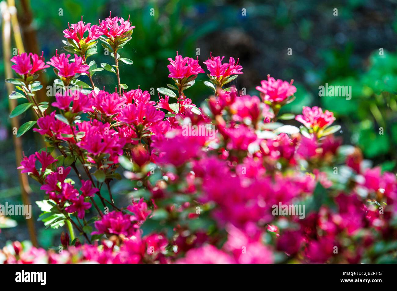 Spring pink red flowers hi-res stock photography and images - Alamy