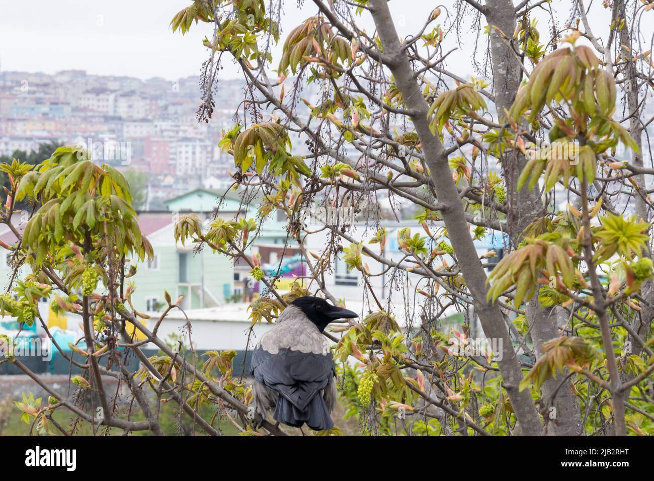close-up of crow perched on a tree. portrait of crow Stock Photo - Alamy