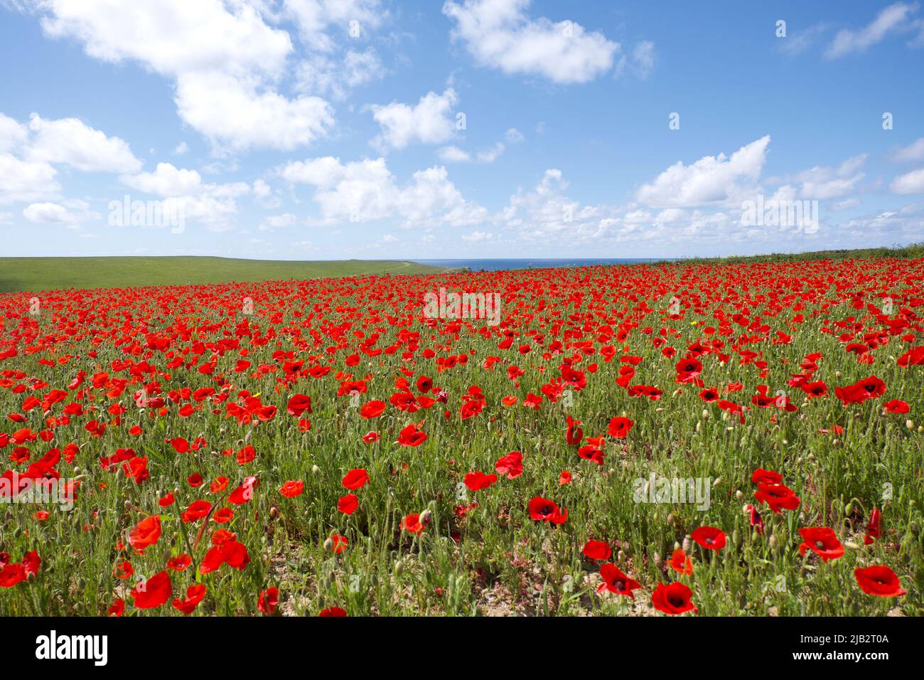 West pentire fields hi-res stock photography and images - Alamy