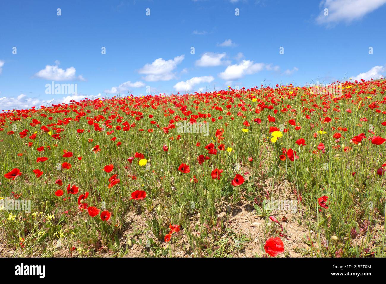 West pentire fields hi-res stock photography and images - Alamy