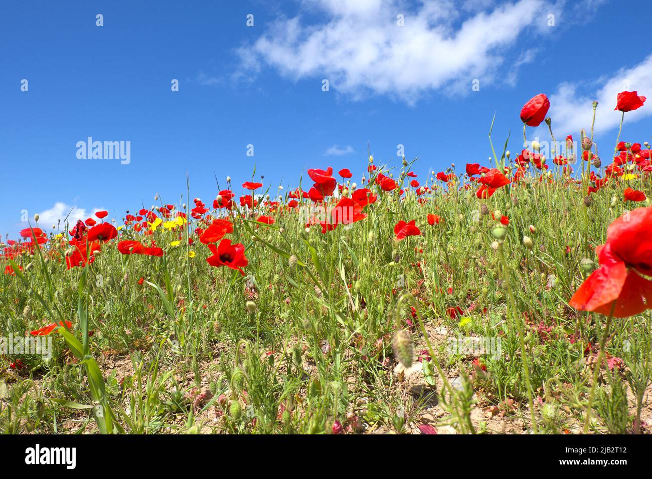 Poppy fields Pentire Point West Cornwall England UK Stock Photo - Alamy
