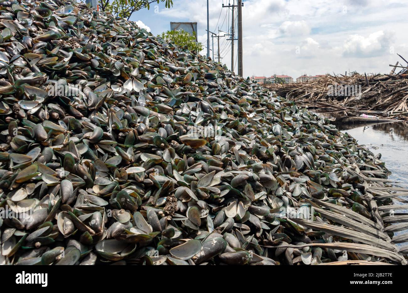 Empty conch shells hi-res stock photography and images - Alamy