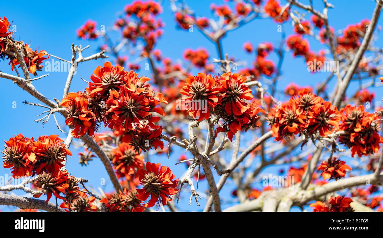 Tree top in bloom on blue sky in spring Stock Photo - Alamy