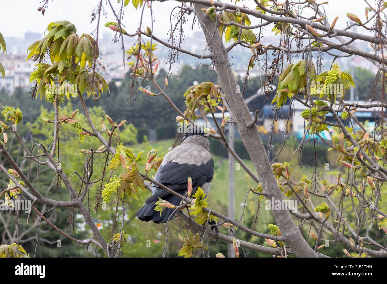 close-up of crow perched on a tree. portrait of crow Stock Photo - Alamy