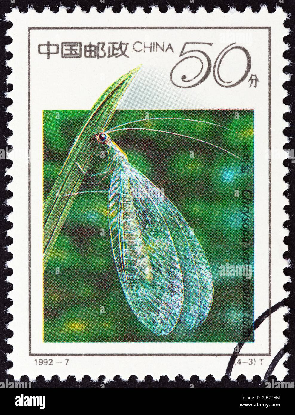 Chrysopa septempunctata hi-res stock photography and images - Alamy