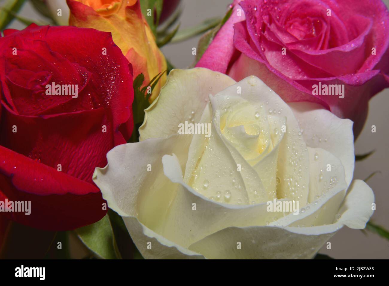 Bouquet of colourful roses to give Stock Photo - Alamy