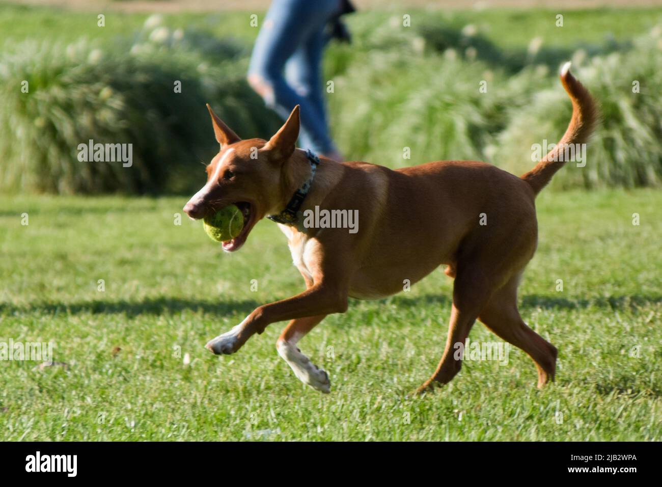 Podenco dog in park hi-res stock photography and images - Alamy