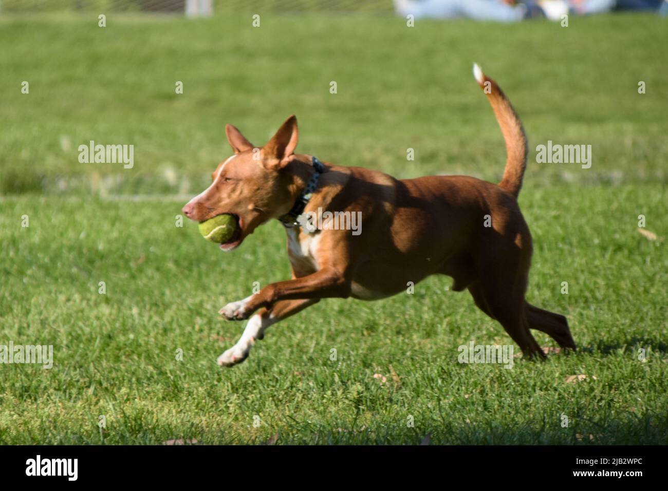 Podenco mixed breed hi-res stock photography and images - Alamy