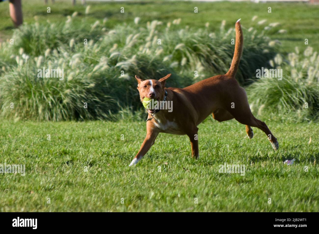 Podenco dog playing with ball in a park Stock Photo - Alamy