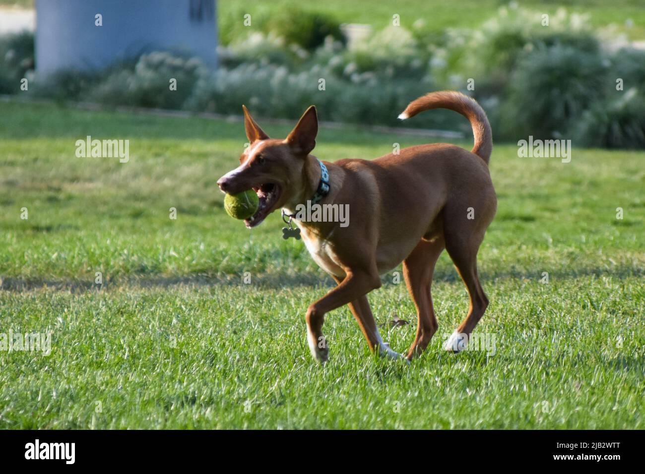 Podenco dog hi-res stock photography and images - Alamy
