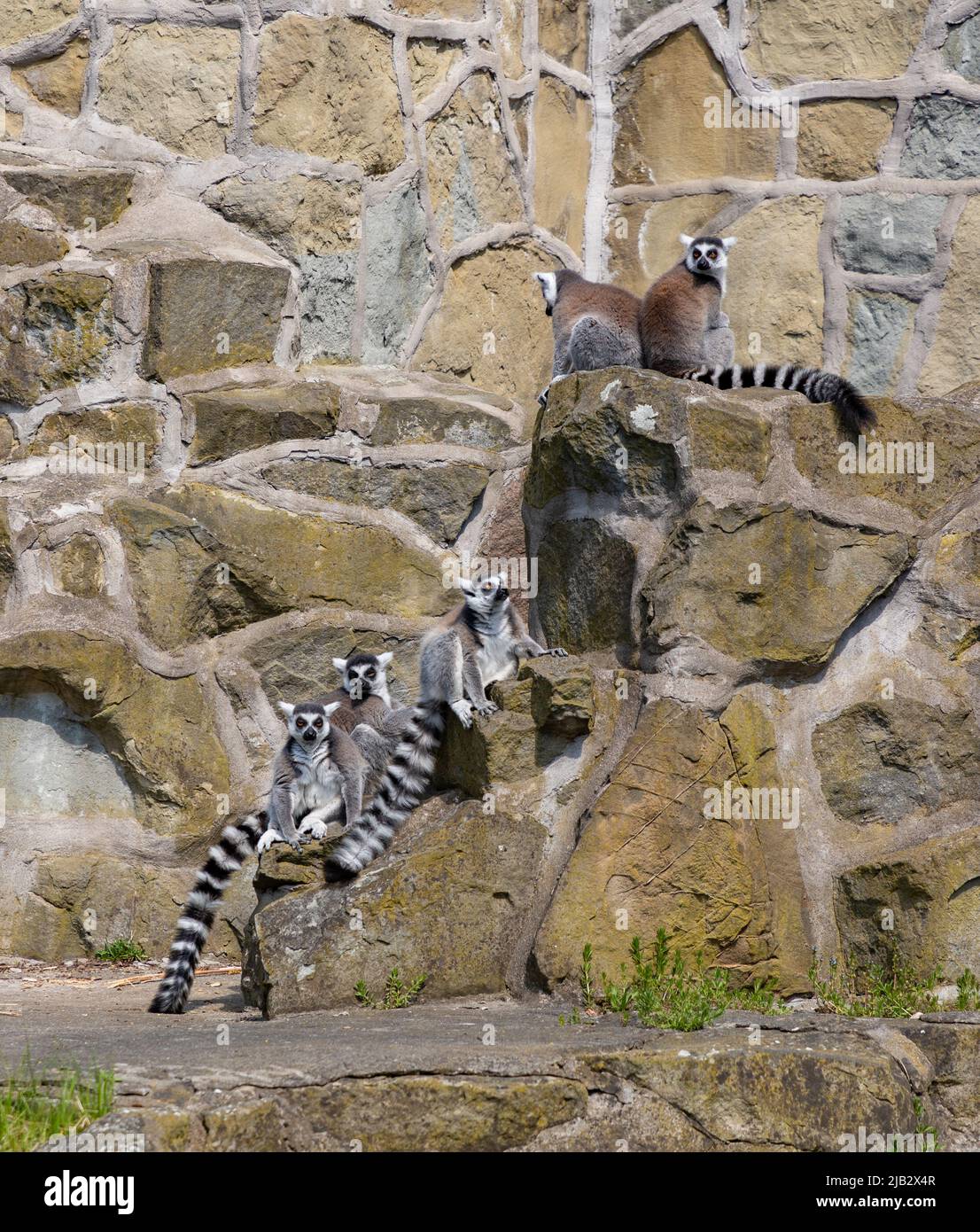 A picture of a group of Ring-tailed Lemurs at the Orientarium ZOO Łódź ...