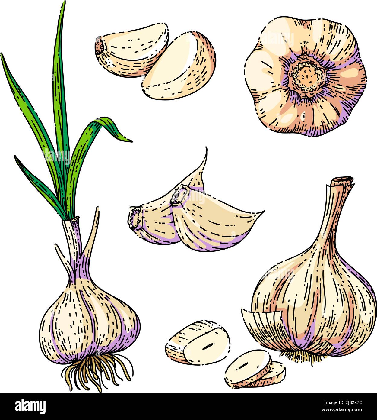 garlic food sketch hand drawn vector Stock Vector Image & Art - Alamy