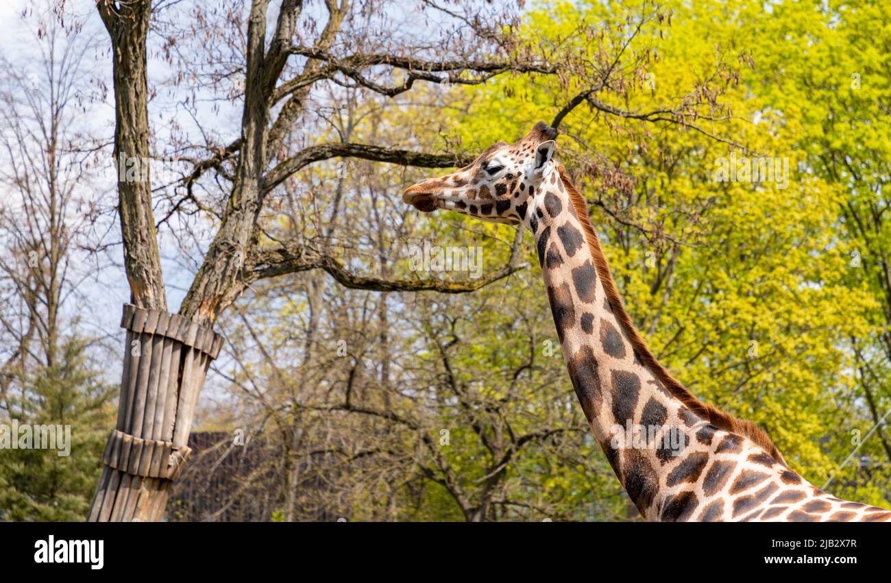 A picture of a Nubian Giraffe at the Orientarium ZOO Łódź Stock Photo ...