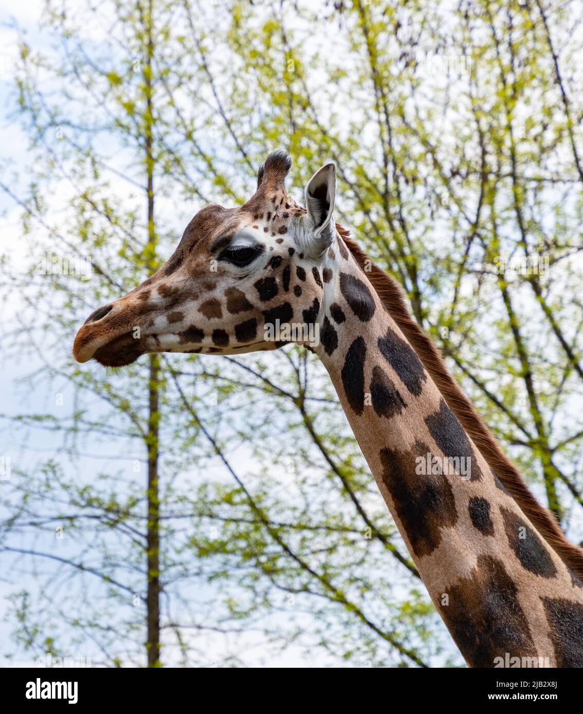 A picture of a Nubian Giraffe at the Orientarium ZOO Łódź Stock Photo ...