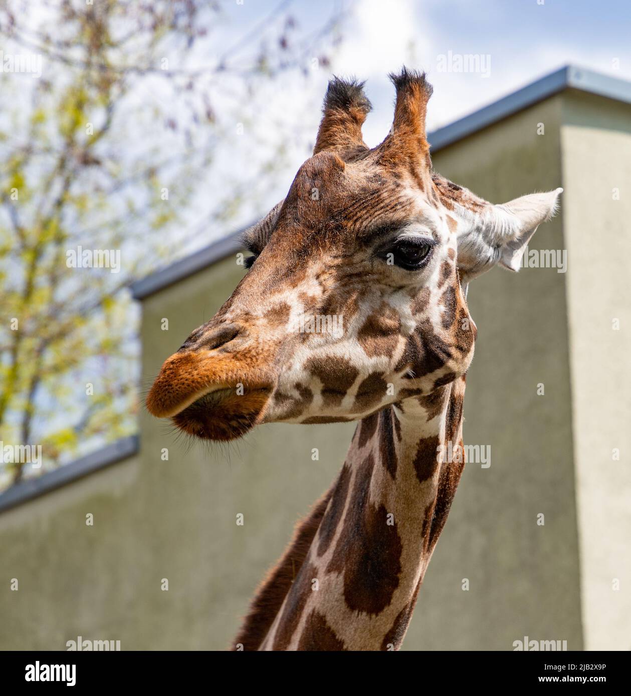A picture of a Nubian Giraffe at the Orientarium ZOO Łódź Stock Photo ...