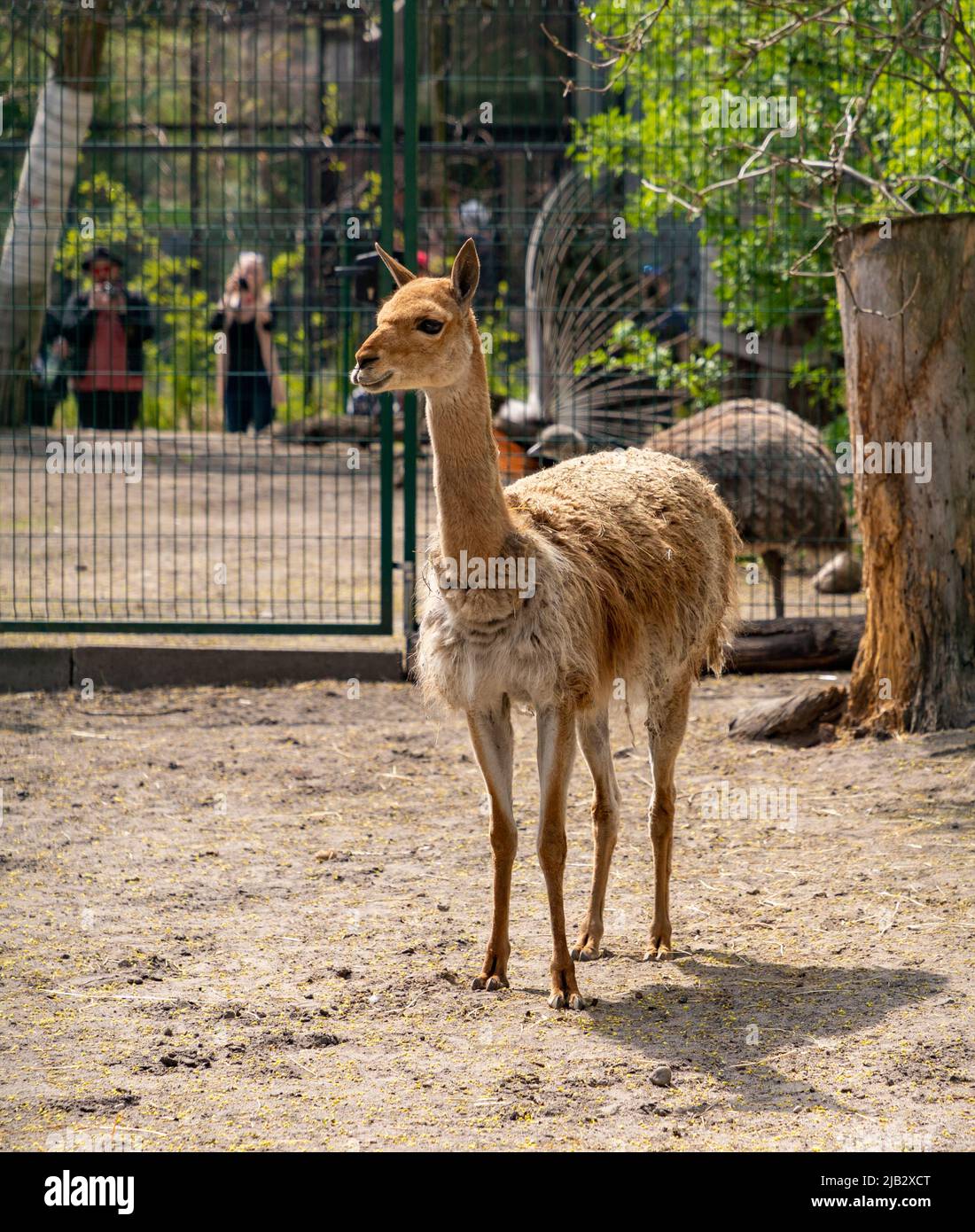 A picture of a Guanaco at the Orientarium ZOO Łódź Stock Photo - Alamy