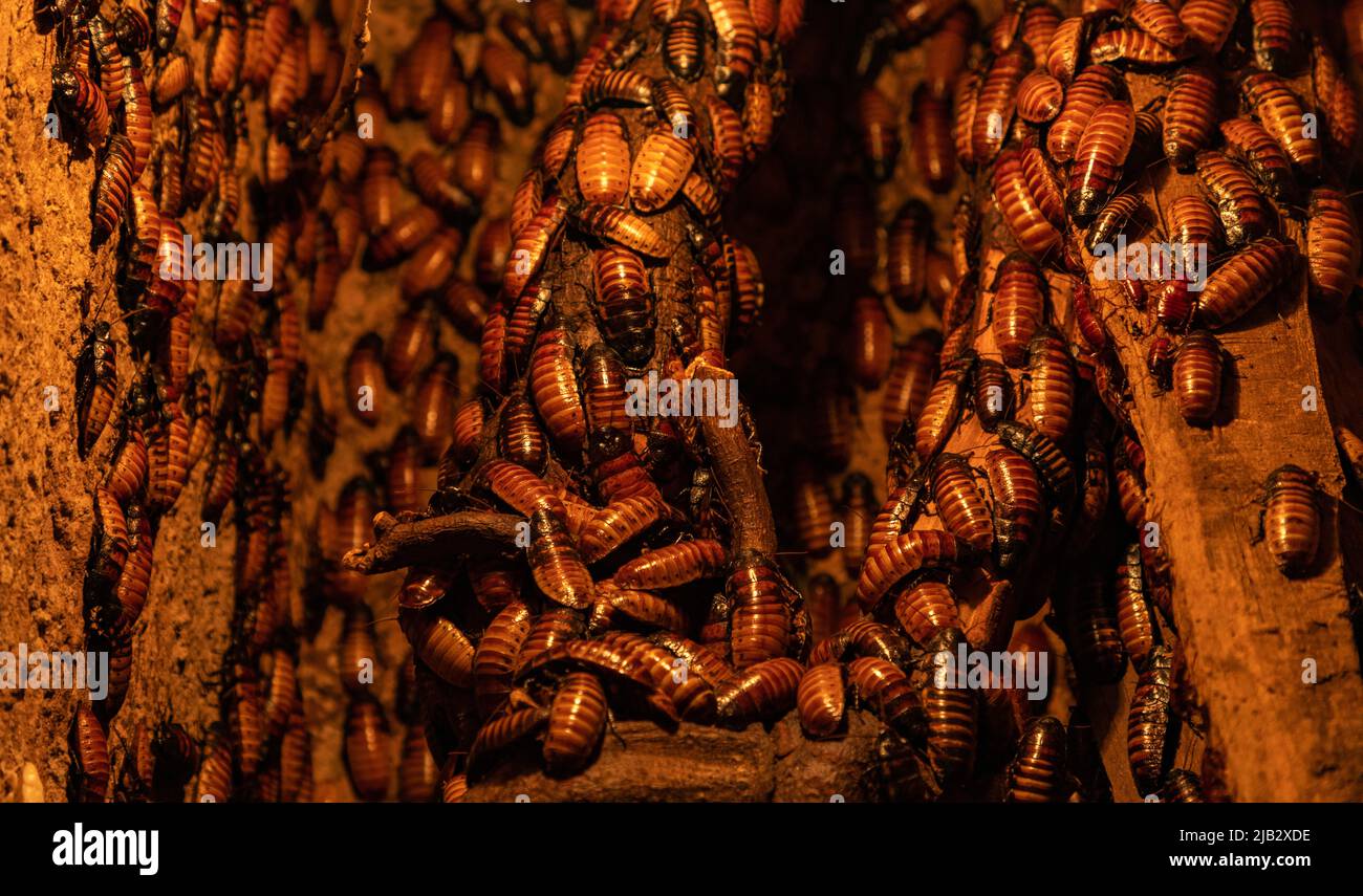 A picture of many Madagascar Hissing Cockroaches at the terrarium of ...