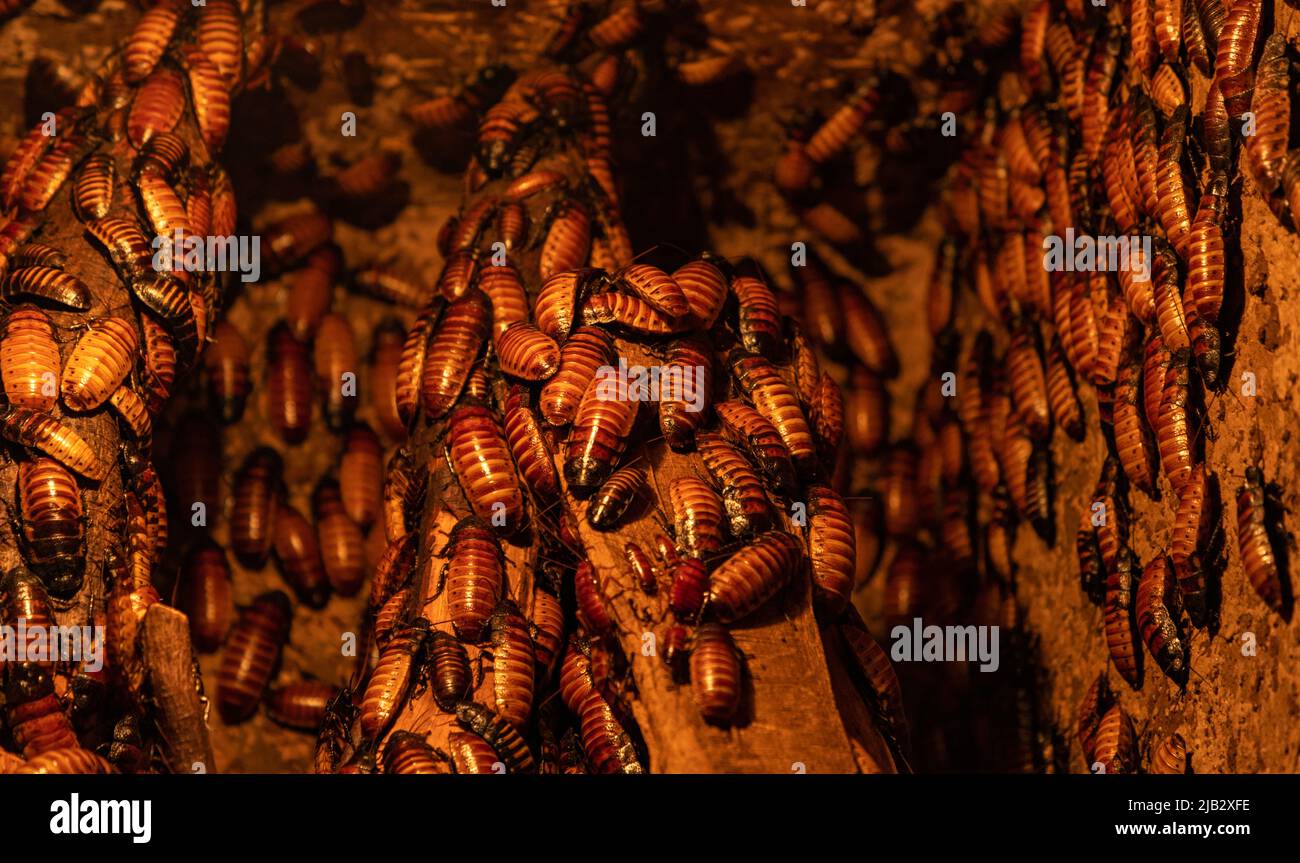 A picture of many Madagascar Hissing Cockroaches at the terrarium of ...