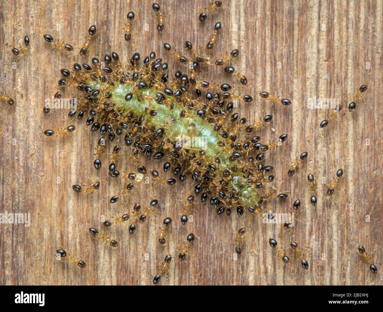 Dead caterpillar hi-res stock photography and images - Alamy