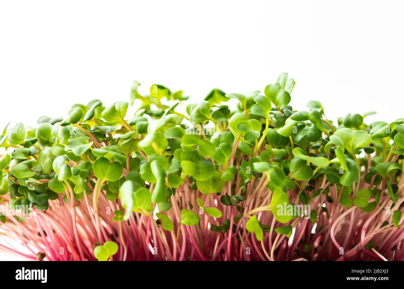 Vegetable greens of pink radish, useful microgreen close-up on a white ...