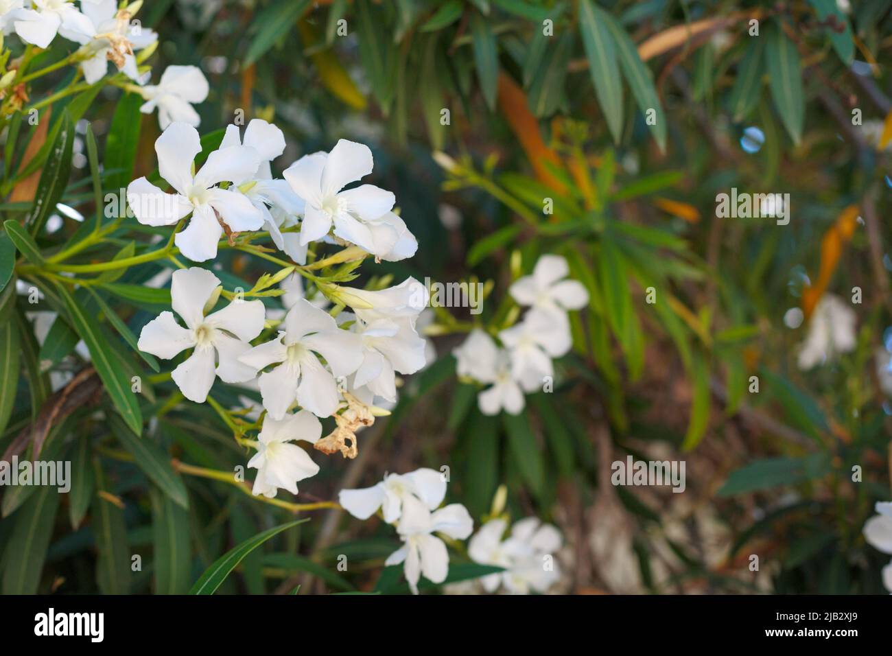 White Oleander flowers in bloom close-up in Greece Stock Photo - Alamy