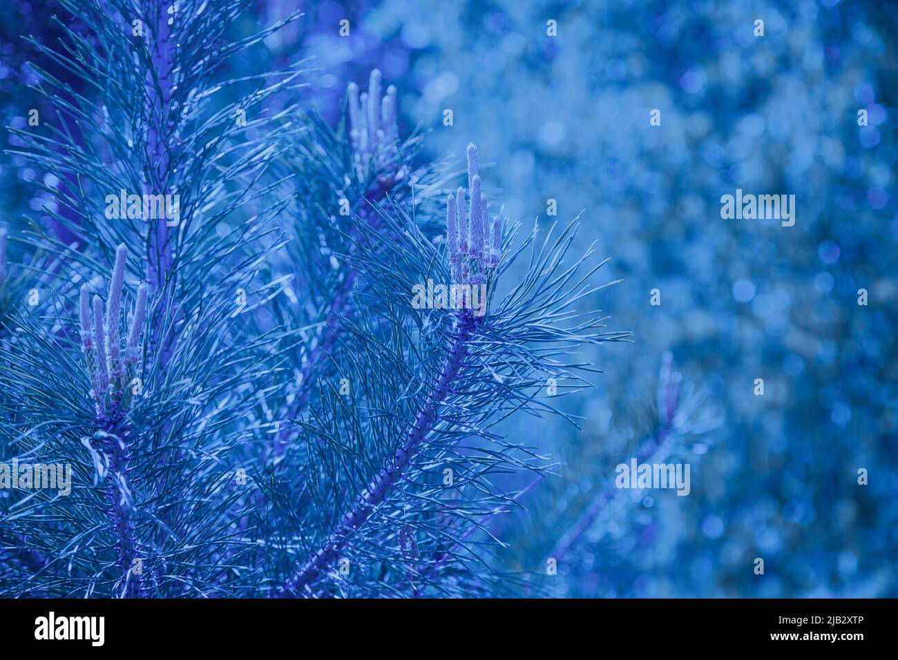 Evergreen pine tree fresh season blue branch Stock Photo - Alamy