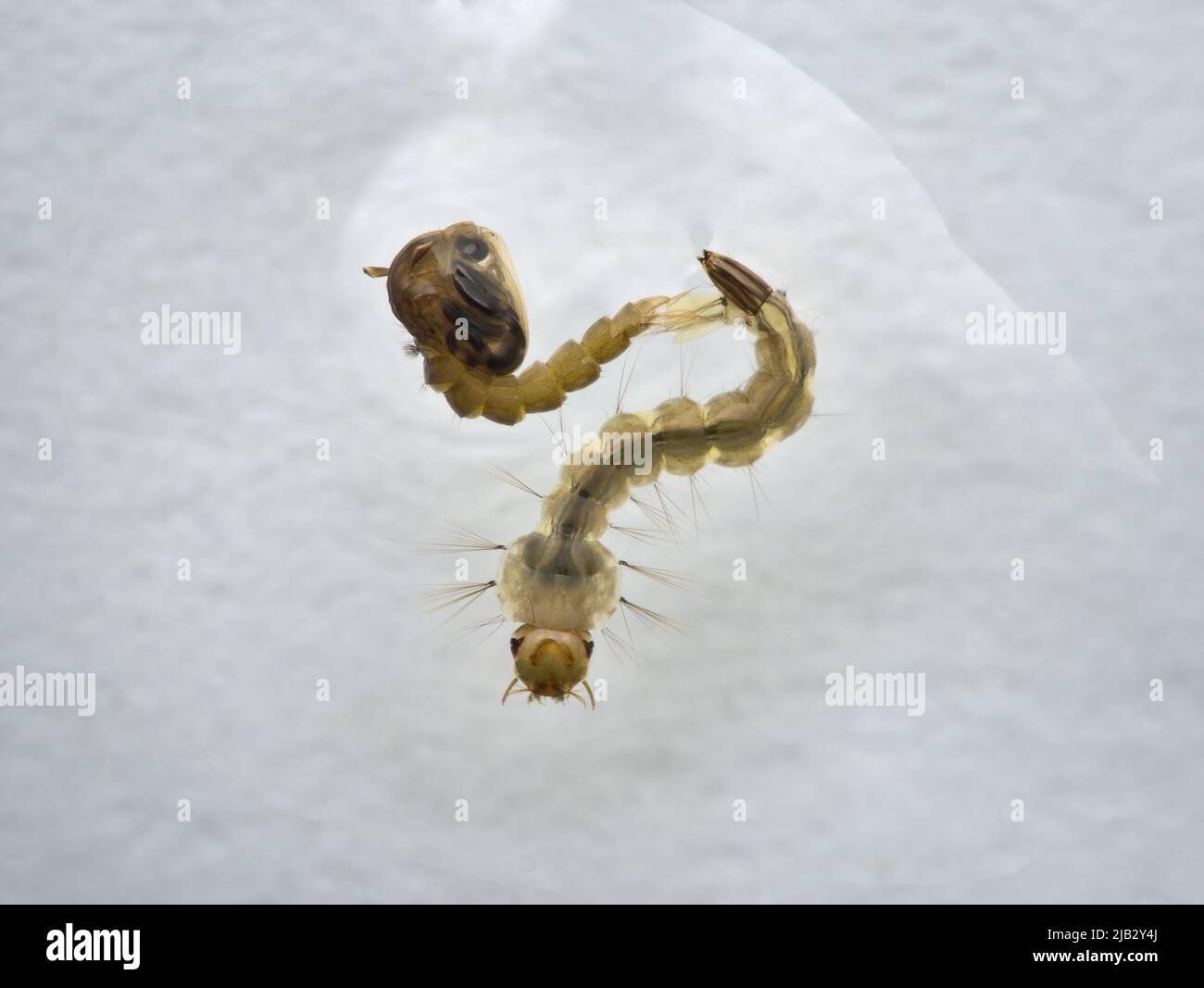 Mosquito aedes aegypti larva hi-res stock photography and images - Alamy